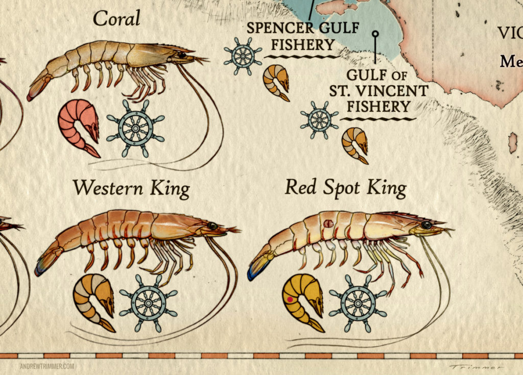 Australian Prawn Map – Andrew Trimmer