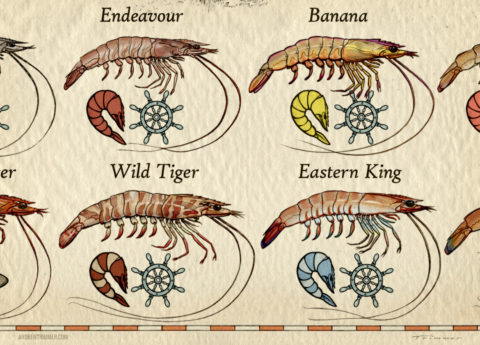 Australian Prawn Map – Andrew Trimmer