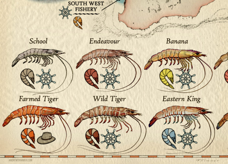 Australian Prawn Map – Andrew Trimmer